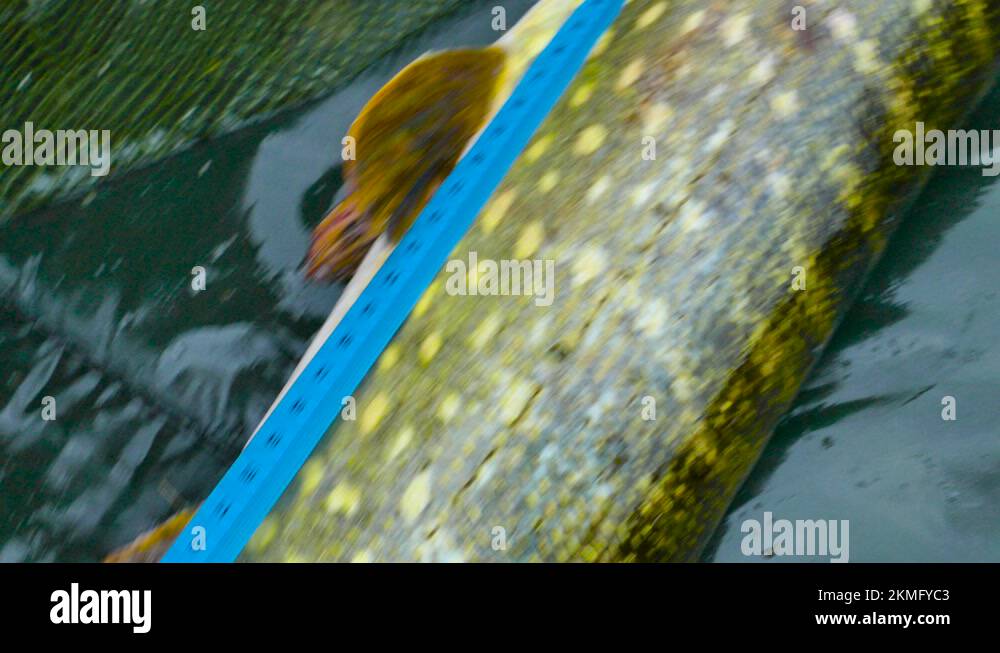 Fish measurement Stock Videos & Footage - HD and 4K Video Clips - Alamy