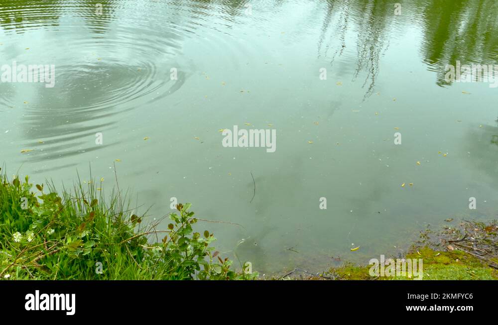 Gold bream Stock Videos & Footage - HD and 4K Video Clips - Alamy