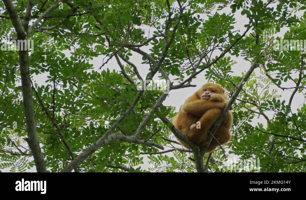 male Golden-mantled howler (Alouatta palliata palliata) rare albino ...