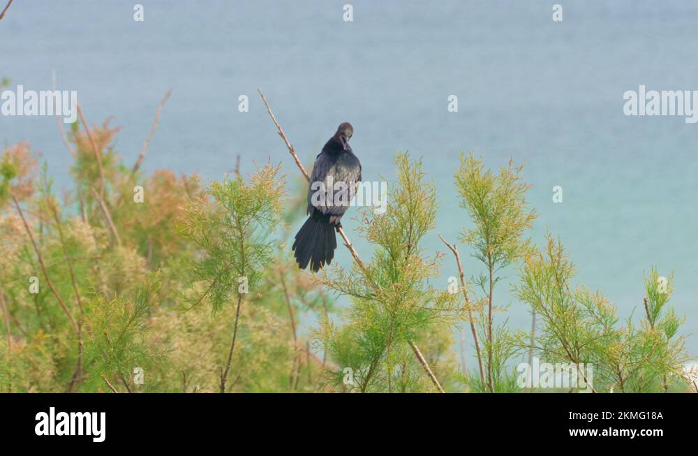 Pygmy Cormorant (Microcarbo pygmaeus) shore of the Sea of Galilee Stock ...