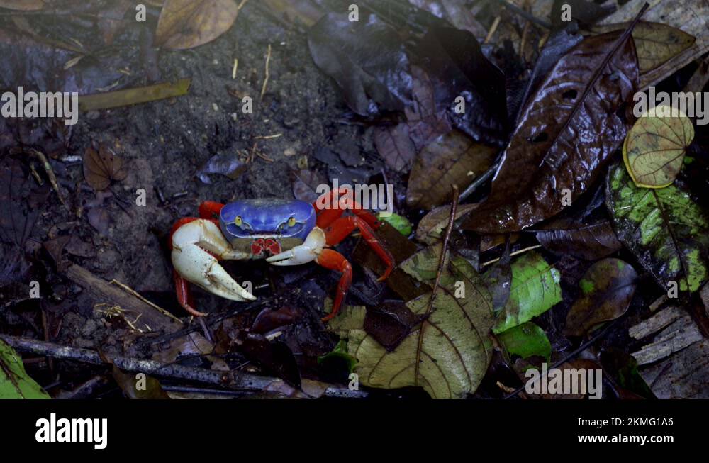 Gecarcinus quadratus red land crab Stock Videos & Footage - HD and 4K ...