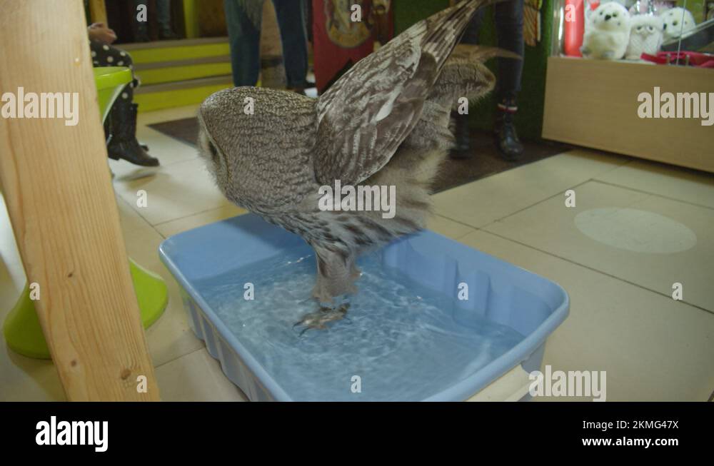 Bathing basin Stock Videos & Footage - HD and 4K Video Clips - Alamy