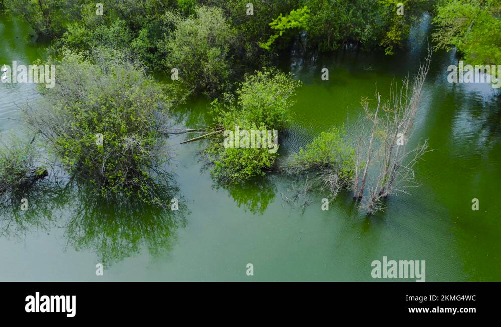 Algae swamp Stock Videos & Footage - HD and 4K Video Clips - Alamy