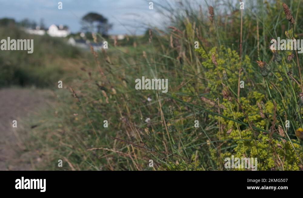 Wild coastal plants grasses Stock Videos & Footage - HD and 4K Video ...
