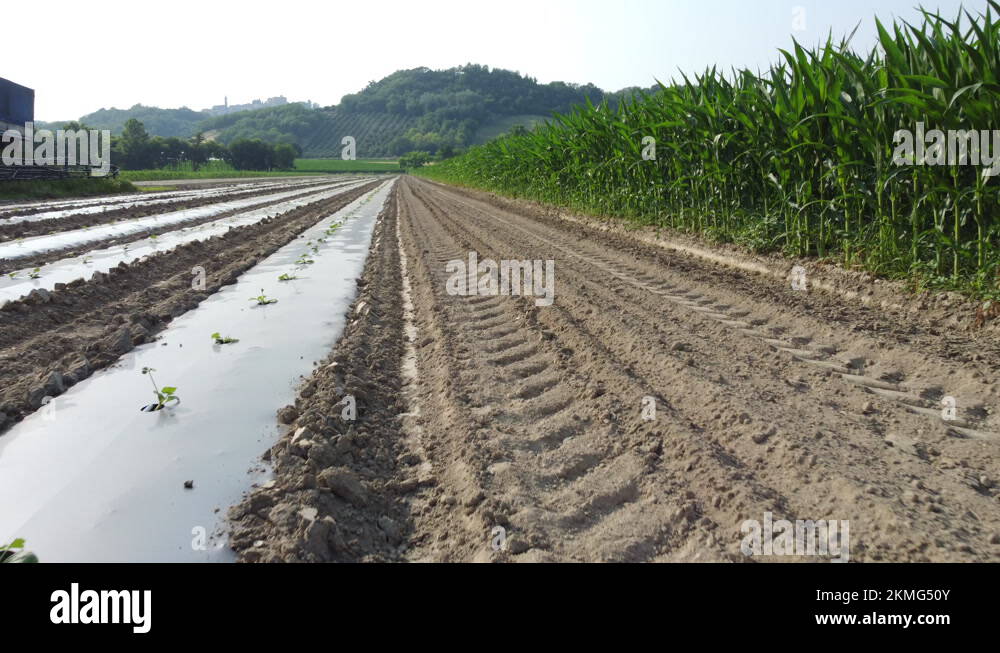 Mixed cultivation Stock Videos & Footage - HD and 4K Video Clips - Alamy