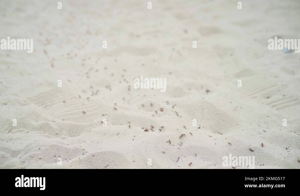 Insects migration Stock Videos & Footage - HD and 4K Video Clips - Alamy