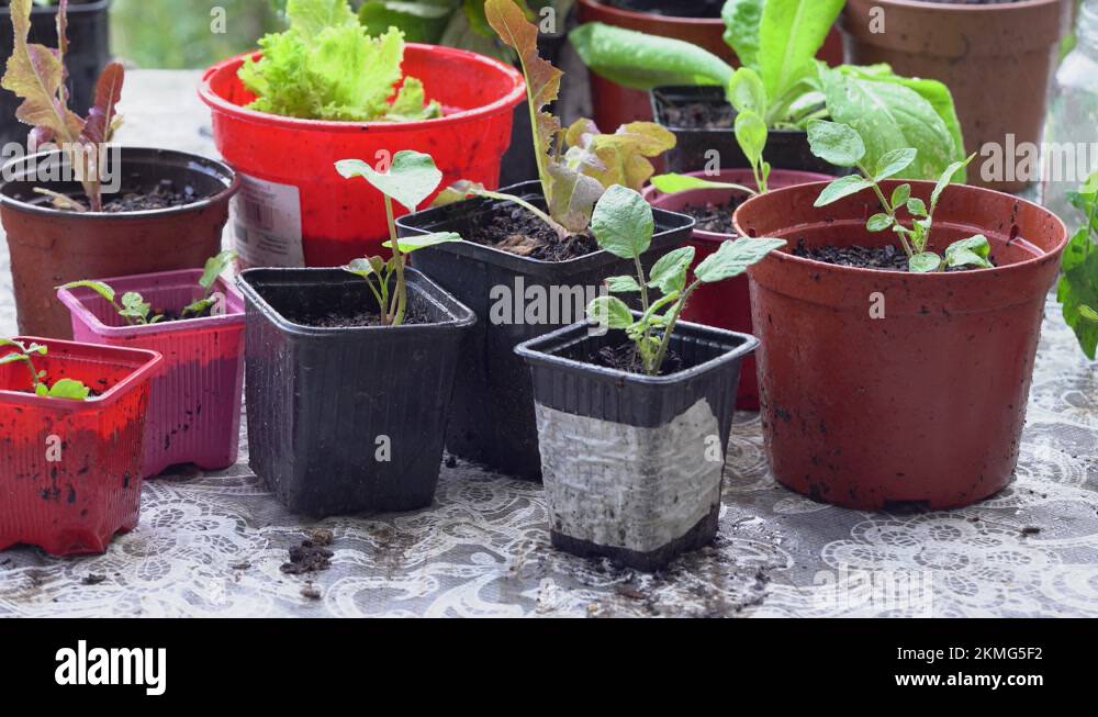 Zooming on A Young Tomato Plant in a Pot on a Table under the Rain ...