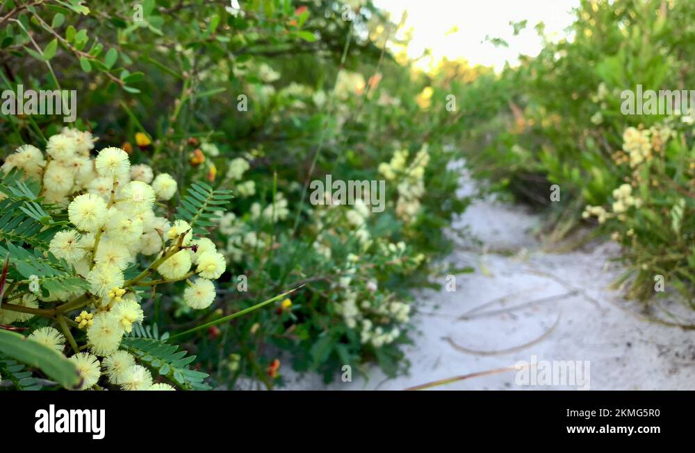 Australian sandy track Stock Videos & Footage - HD and 4K Video Clips ...