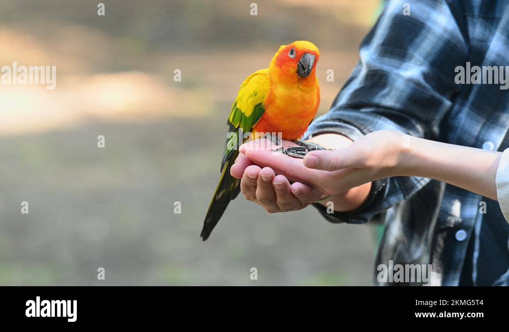 Sun conure parakeet Stock Videos & Footage - HD and 4K Video Clips - Alamy
