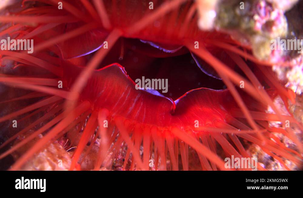 Lima sp Stock Videos & Footage - HD and 4K Video Clips - Alamy