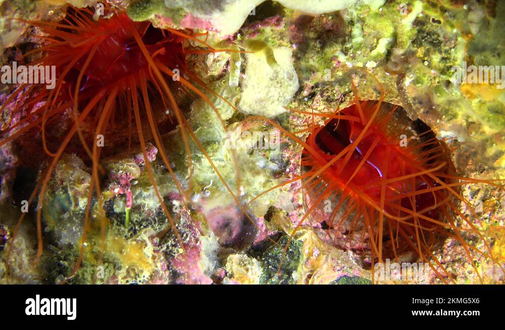 Two electric clam (Lima Sp.) pulsating on tropical coral reef Stock ...