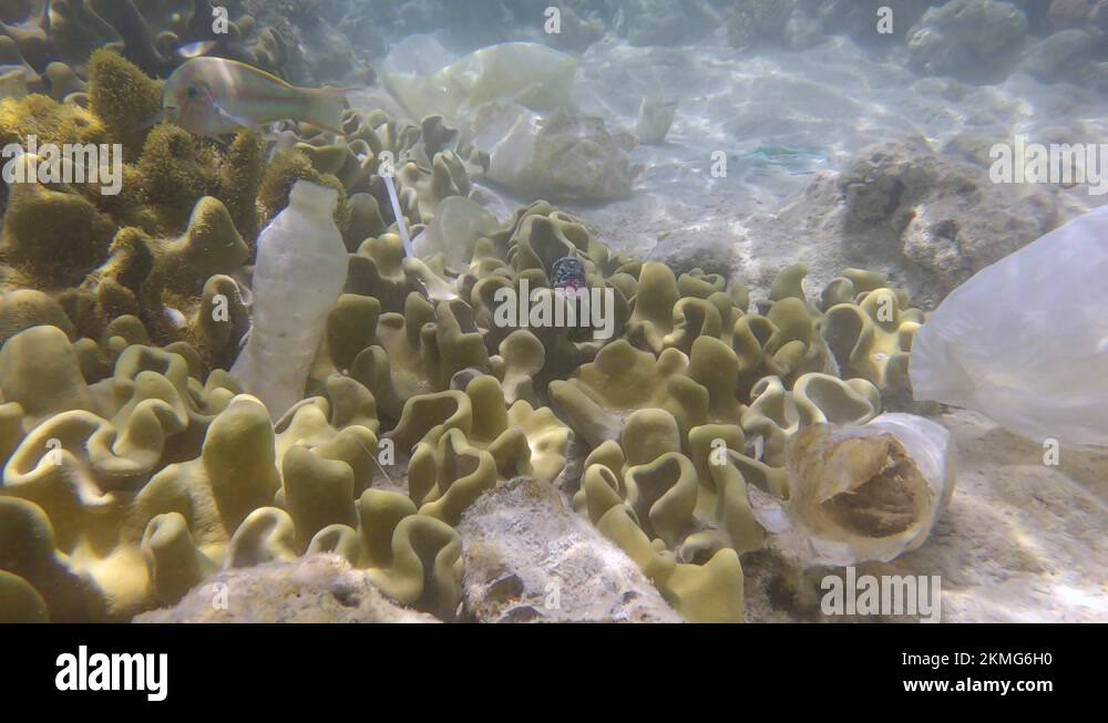 Beautiful coral reef covered with plastic and other garbage. Plastic ...