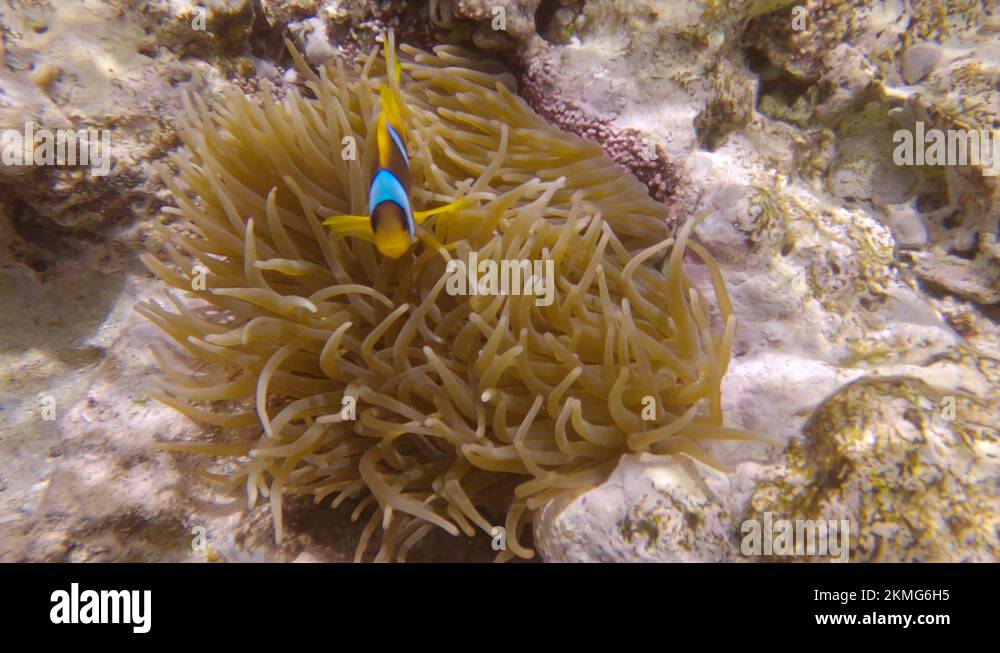 Threebanded anemonefish Stock Videos & Footage - HD and 4K Video Clips ...