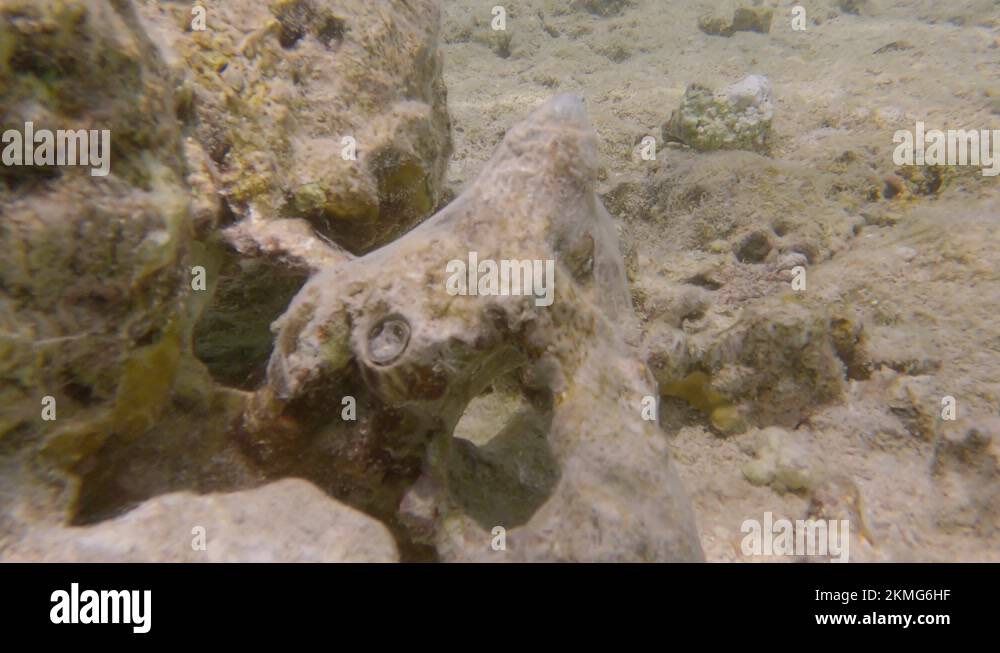 Coral reefs covered in spider webs from Caribbean worm snails ...