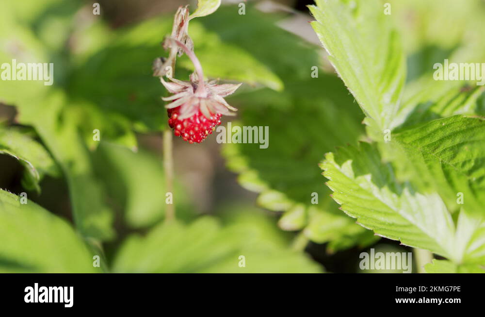European strawberry Stock Videos & Footage - HD and 4K Video Clips - Alamy