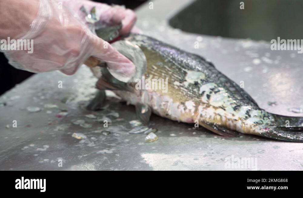 Scales of a fish Stock Videos & Footage - HD and 4K Video Clips - Alamy