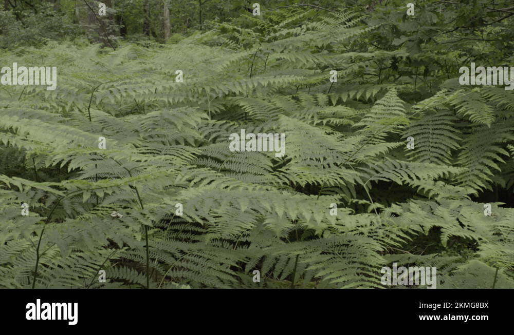 Wild plants of europe Stock Videos & Footage - HD and 4K Video Clips ...