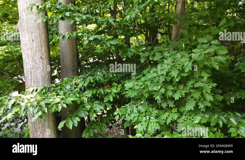 Invasive caterpillar Stock Videos & Footage - HD and 4K Video Clips - Alamy