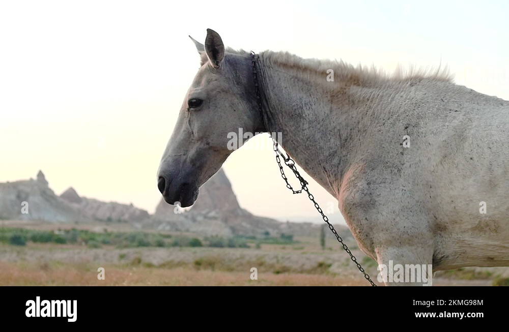 Cappadocia horse Stock Videos & Footage - HD and 4K Video Clips - Alamy