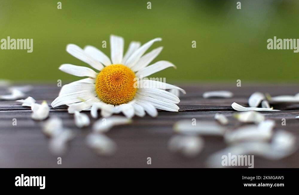 Daisy flower petals falling Stock Videos & Footage - HD and 4K Video ...