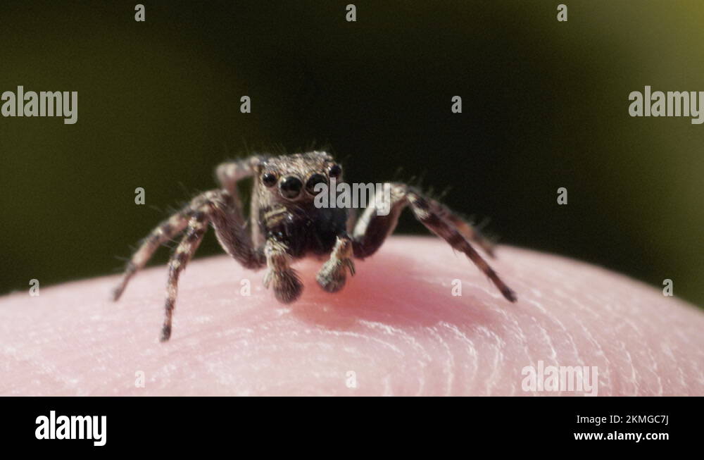 Jumping Spider insect, family Salticidae, on the human skin of hand ...