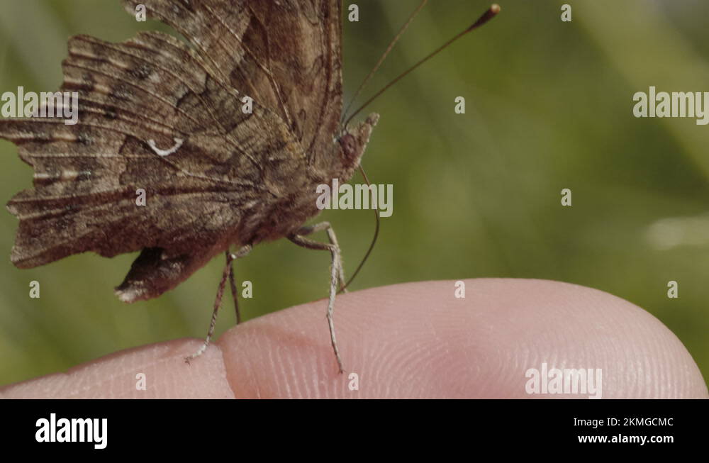 Butterfly licks the skin on a human hand by proboscis, macro Stock ...