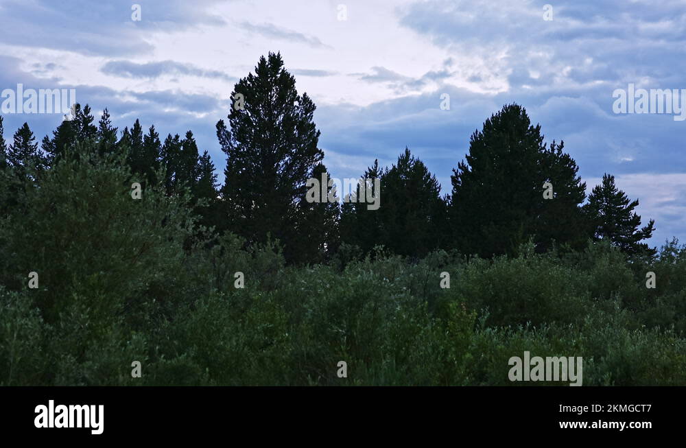 Montana insects Stock Videos & Footage - HD and 4K Video Clips - Alamy