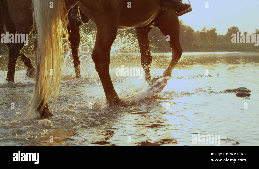 LENS FLARE: Two horse walk along the shallow river and splash glassy ...