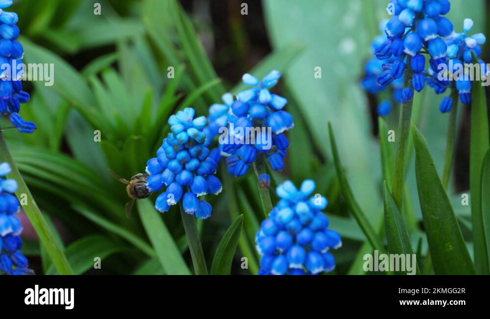 Humble flowers Stock Videos & Footage - HD and 4K Video Clips - Alamy
