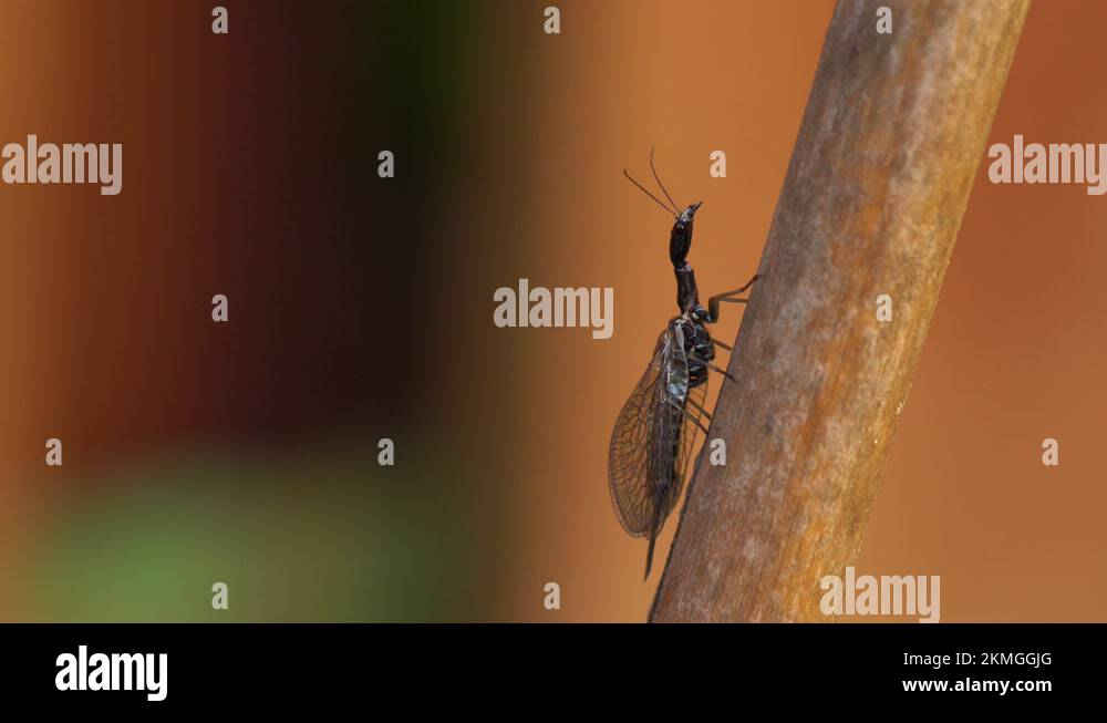 Species of insect Stock Videos & Footage - HD and 4K Video Clips - Alamy