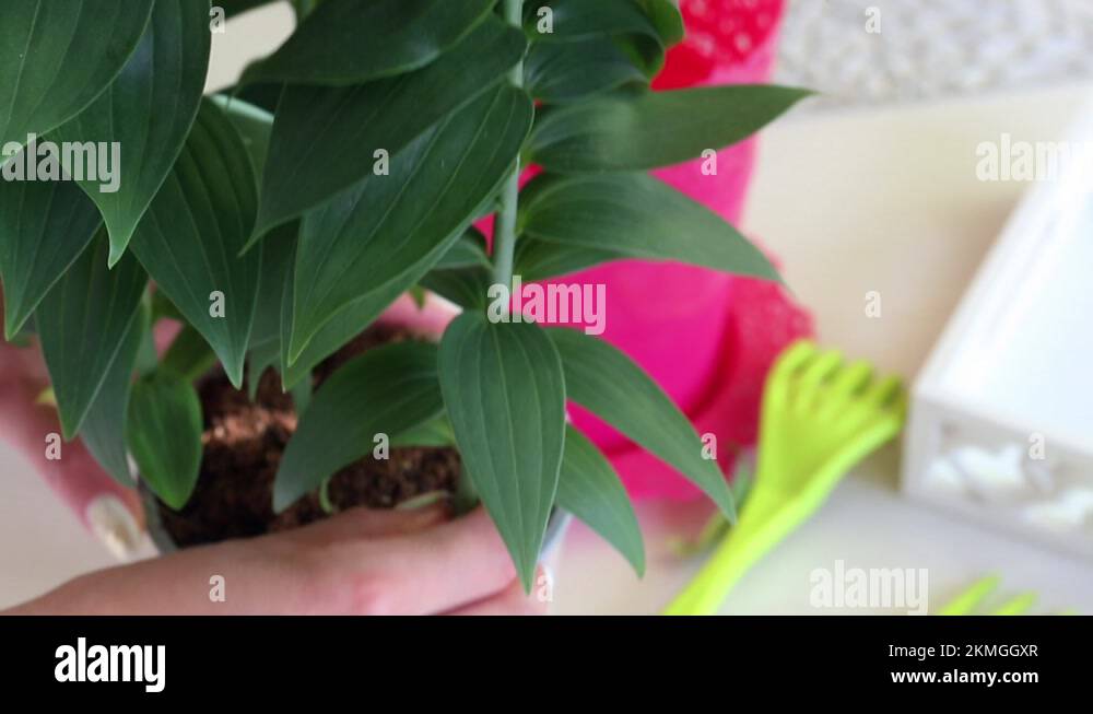 Lily pot Stock Videos & Footage - HD and 4K Video Clips - Alamy