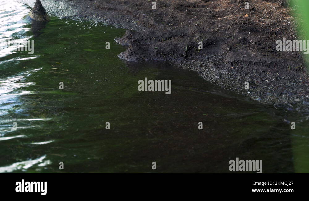 Dirty water splashing on river bank of lake and pond from pollution and ...