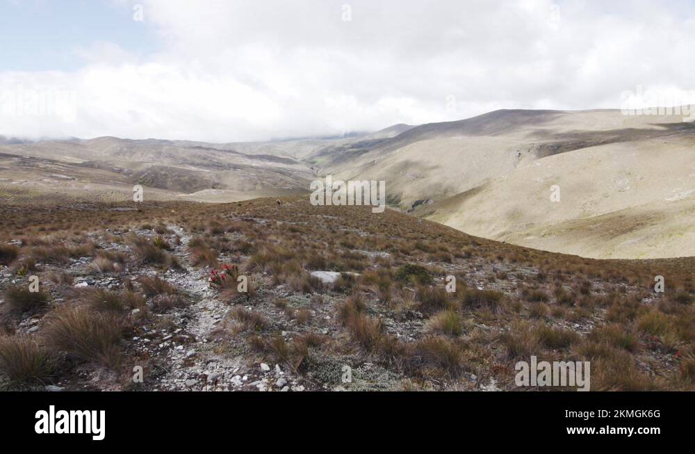 Paramo ecosystem Stock Videos & Footage - HD and 4K Video Clips - Alamy