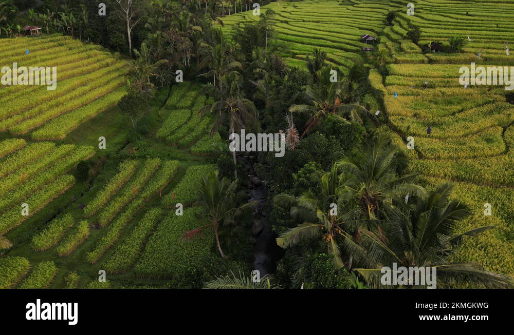 Forest Of Palm Trees Between The Green Rice Terraces At The Indonesian ...