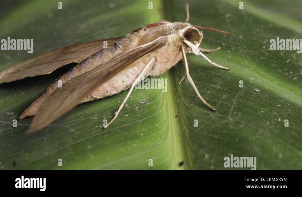Sharp colour insect Stock Videos & Footage - HD and 4K Video Clips - Alamy