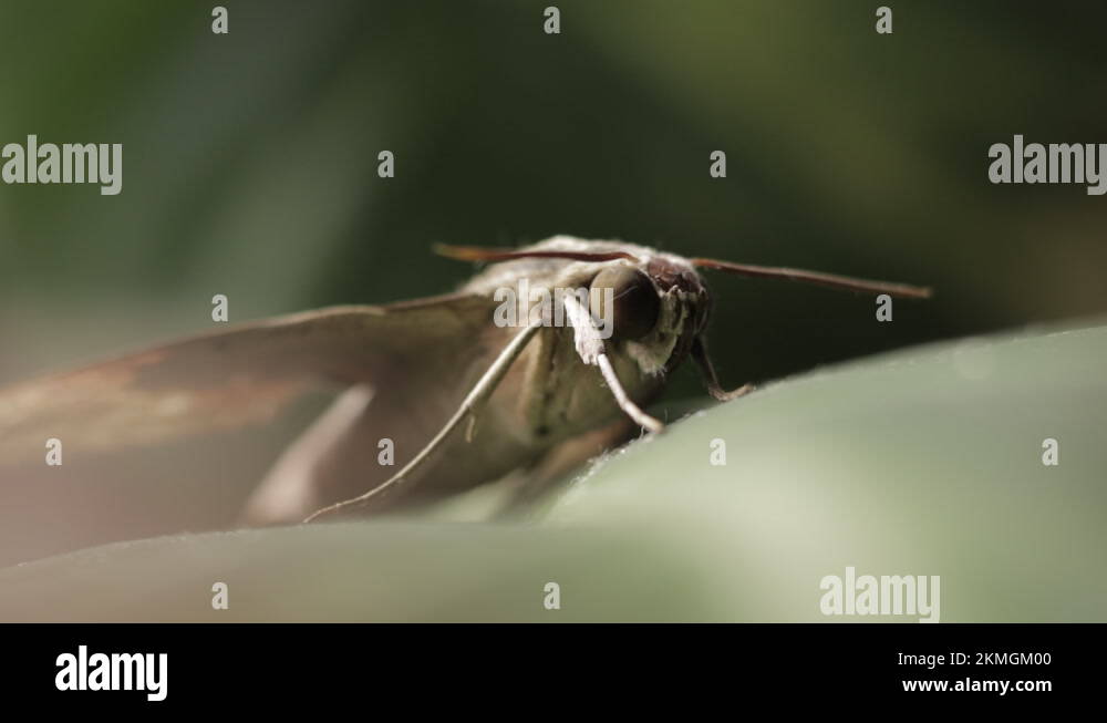 The larva of an oleander hawk moth Stock Videos & Footage - HD and 4K ...