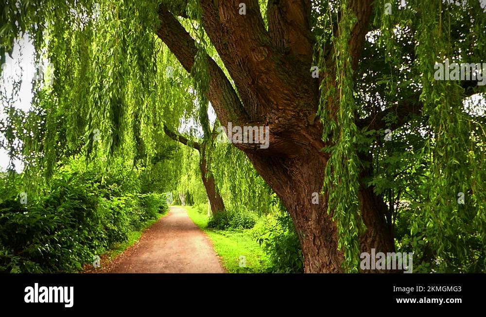 Willow tree nature reserve Stock Videos & Footage - HD and 4K Video ...