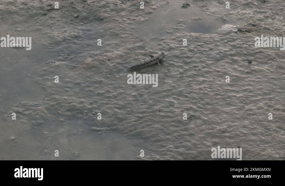 Mudflats mud Stock Videos & Footage - HD and 4K Video Clips - Alamy