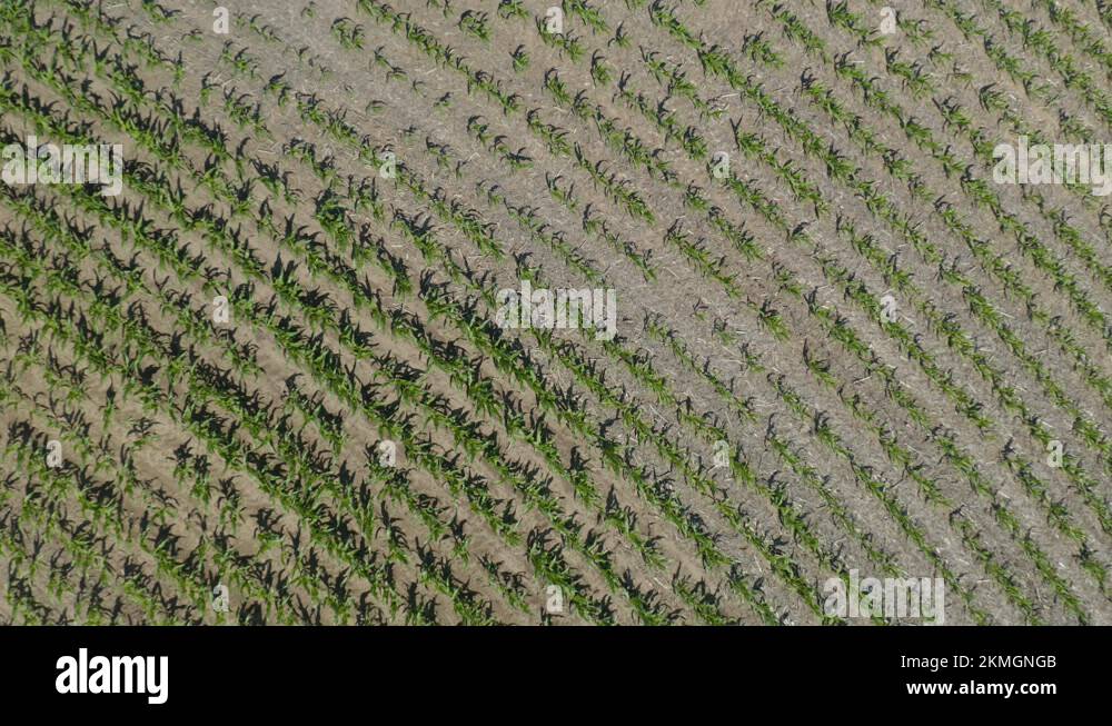 Top down large field grass Stock Videos & Footage - HD and 4K Video ...