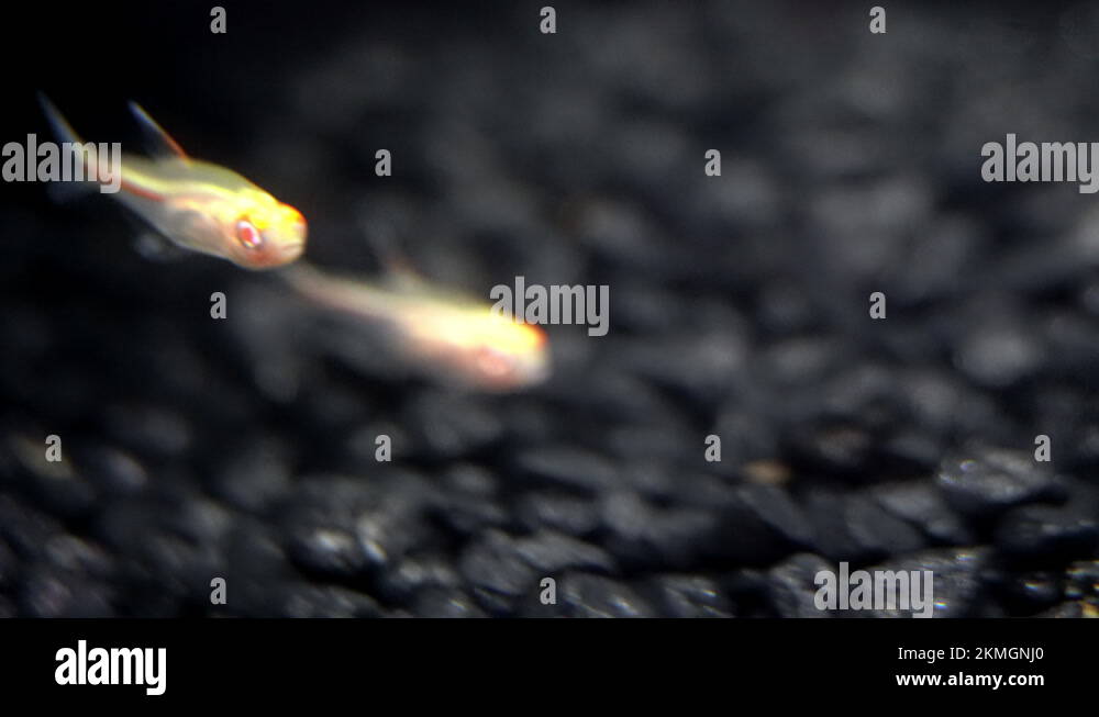 Luminous fish seem to glow with bright pink eyes and spinal cords Stock ...