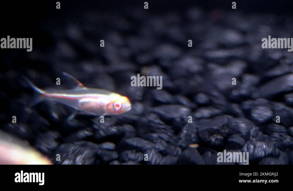 Seethrough fish Stock Videos & Footage - HD and 4K Video Clips - Alamy