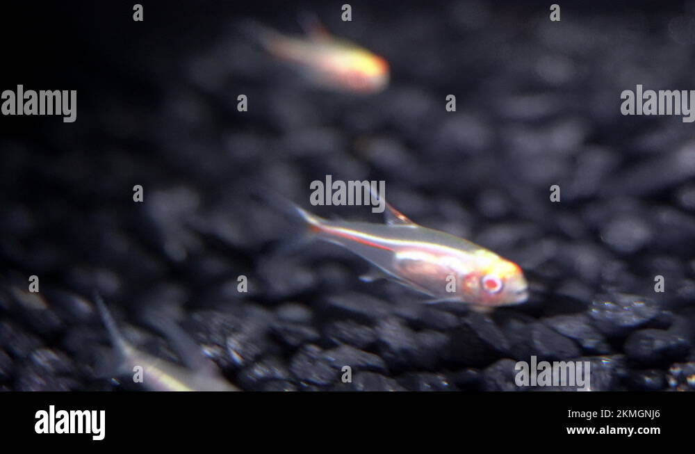 Tiny transparent fish swim in the current Stock Video Footage - Alamy