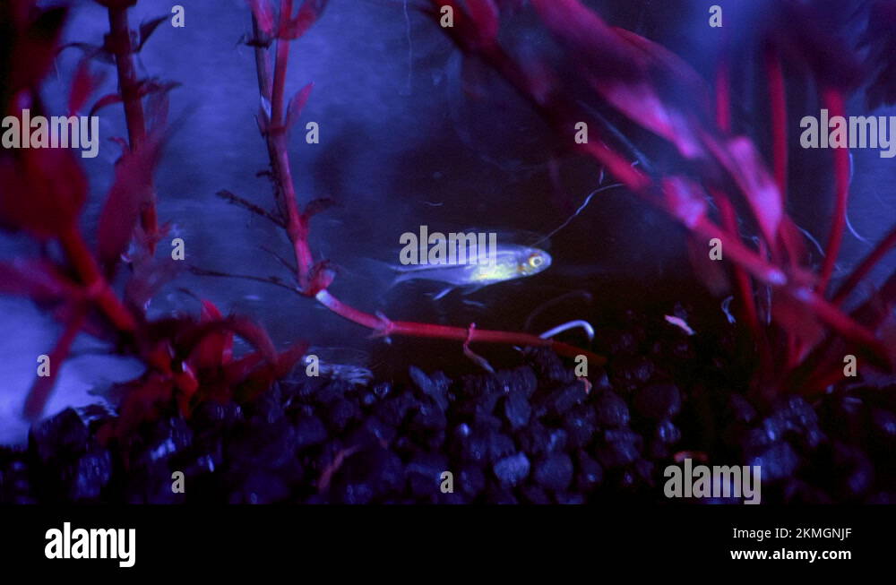 In aquarium tank, green aquatic plants glow red, and internal organs of ...