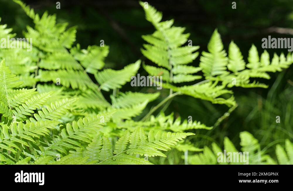 Fern bush or plant growing wild in the forest, with zoom and focus pull ...