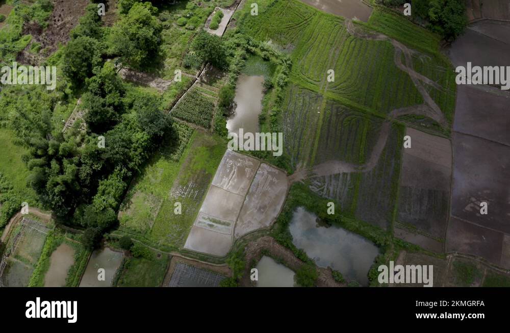 Chinese crops in asia Stock Videos & Footage - HD and 4K Video Clips ...