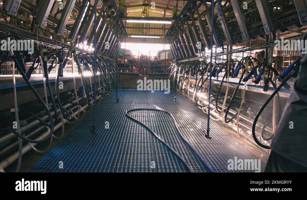 Dairy farm worker clean and sterile Cows milking parlor of parallel design Stock Video Footage ...