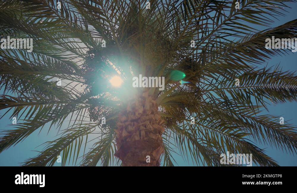 Date palm tree trunk texture Stock Videos & Footage - HD and 4K Video ...