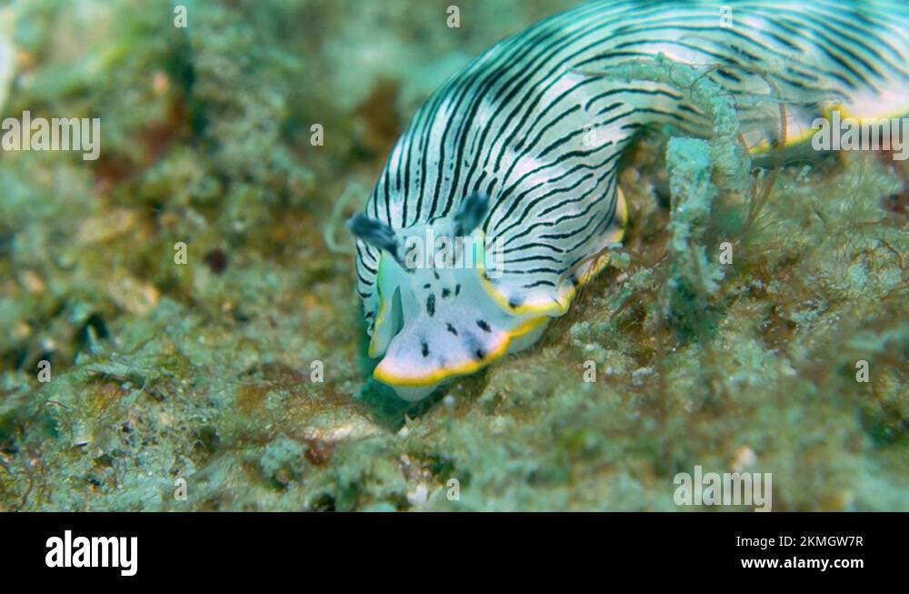 Black slug on black food Stock Videos & Footage - HD and 4K Video Clips ...