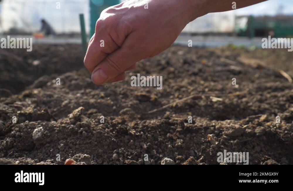 farmer's hand planting seeds in soil., sowing seeds outdoors. close up ...