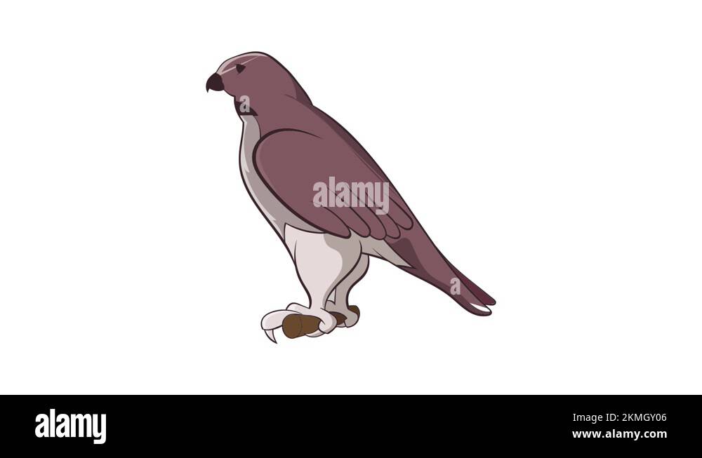 Cartoon falcon Stock Videos & Footage - HD and 4K Video Clips - Alamy